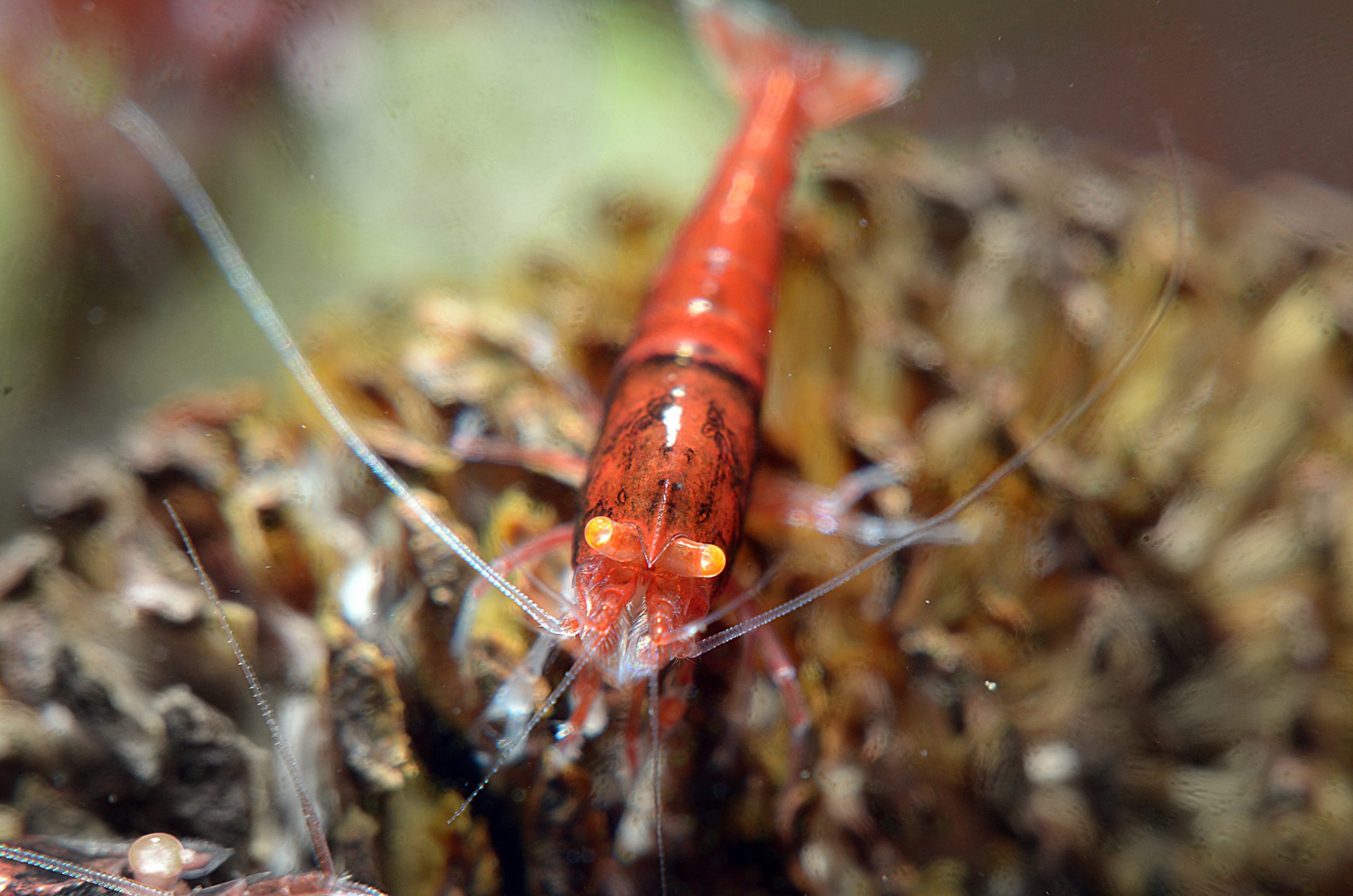 Red Devil O.E. Garnele – Caridina sp. – AquaJunkies
