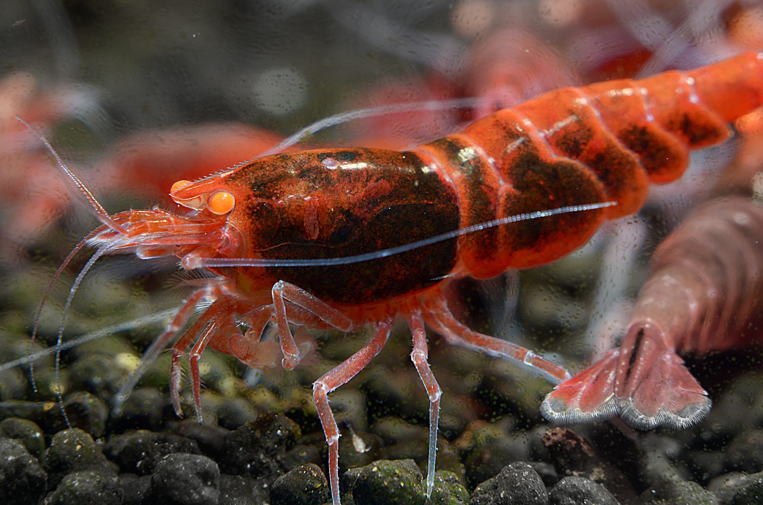 Red Devil O.E. Garnele – Caridina sp. – AquaJunkies