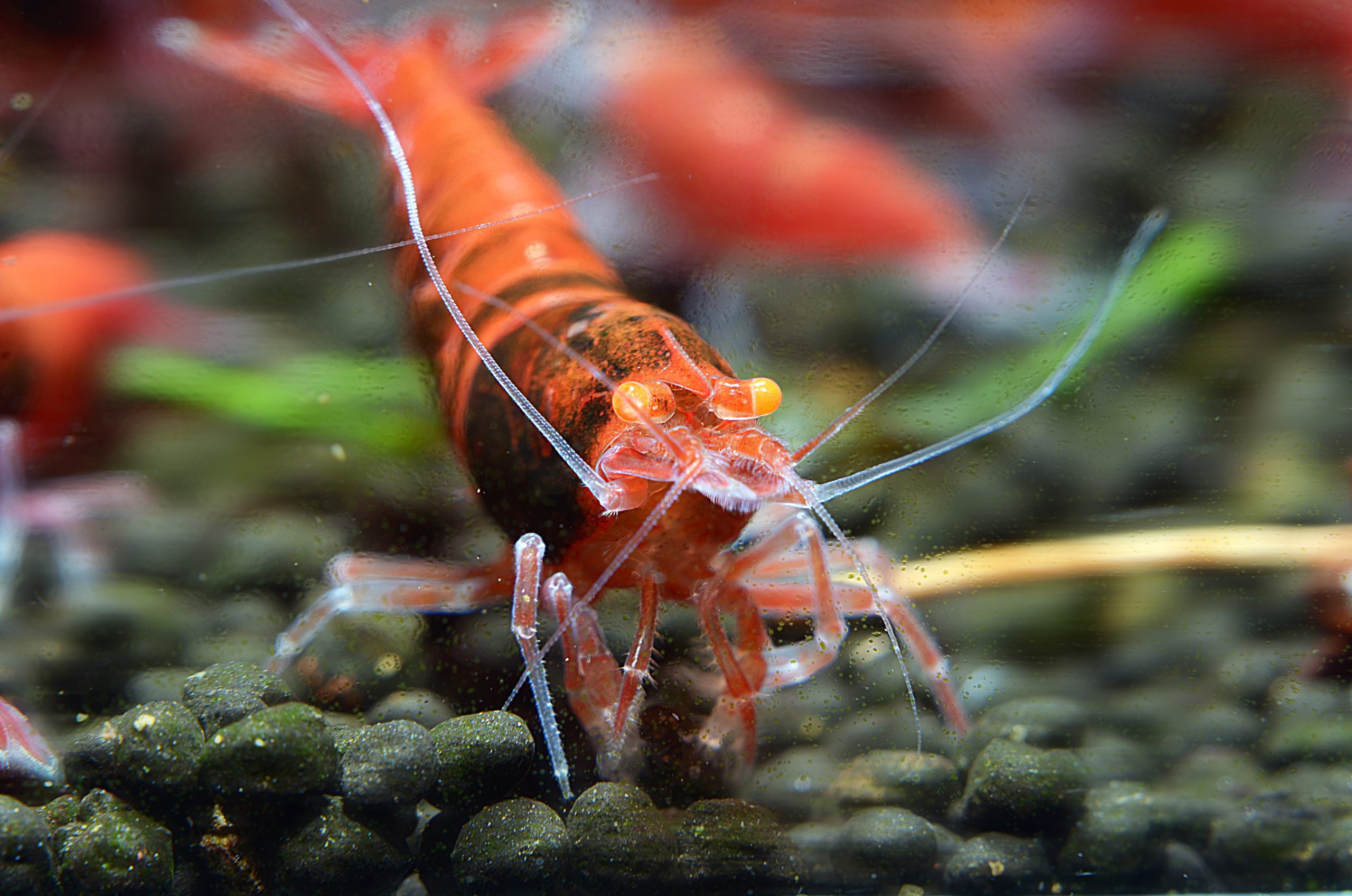 Red Devil O.E. Garnele – Caridina sp. – AquaJunkies