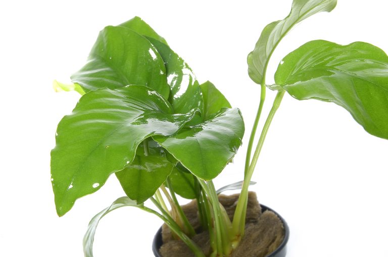 Anubias barteri ‘Mini Coin’ – 1-2-Grow In Vitro – AquaJunkies