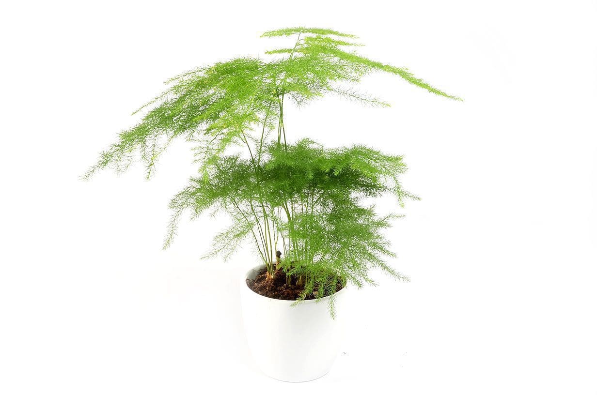 Asparagus – Spargel Farn – AquaJunkies